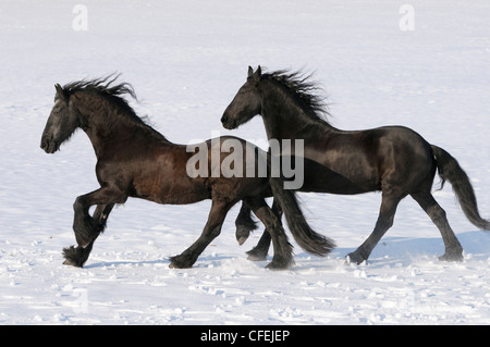 Friesen Pferd im Galopp im winter Stockfotografie - Alamy
