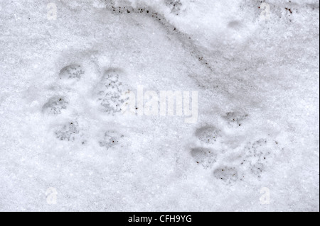 Luchs-Spuren im Schnee Stockfotografie - Alamy