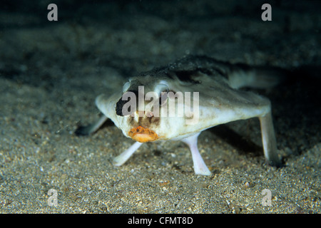 Ogcocephalus Darwini rote Lippen Seefledermaus Stockfoto, Bild ...