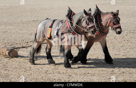 Breton Pferde / Zugpferd, Tiefgang Pferd, nutzbar zu machen Stockfoto ...