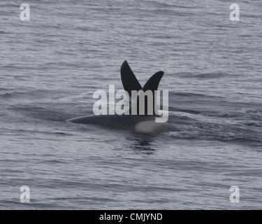 Schwertwale (Orcinus orca), auch als Orca bekannt, Schwimmen in der ...