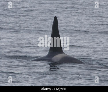 Schwertwale (Orcinus orca), auch als Orca bekannt, Schwimmen in der ...
