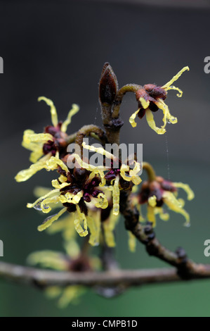 Blume von Hazel Hexenstaub, Hamamelis virginiana im Frühling. Hamamelis ...