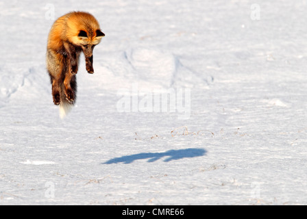 Fuchs springt in die Luft, wie es Nagetiere, Yukon Territorium, Kanada ...