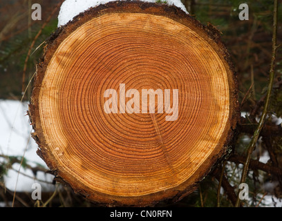 Lärche (Larix) Baumstamm Querschnitt: Baum-Ringe Stockfotografie - Alamy
