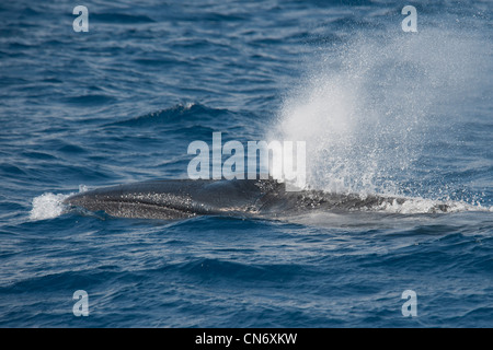 Sei Wal (Balaenoptera Borealis) an der Oberfläche zeigt Rückenflosse ...