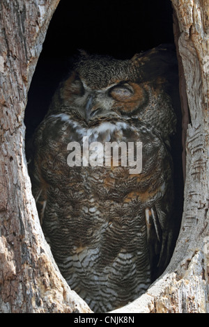 Schlafende Eule im Baum Busch Stockfotografie - Alamy