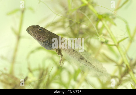 Kaulquappe Grasfrosch (Rana temporaria), die hinterbeine Entwicklung ...