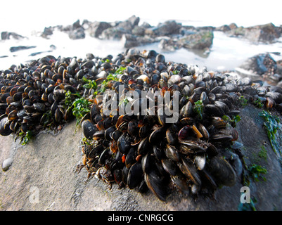 Muscheln (Mytiloidea), viele Muscheln am Strand, Niederlande, Nordsee ...
