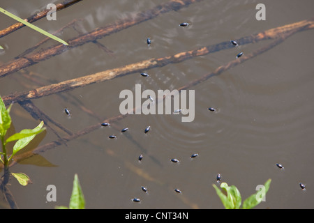gemeinsamen Whirligig Käfer (Gyrinus Substriatus, Gyrinus Natator), auf ...