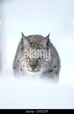 Eurasischer Luchs (Lynx Lynx) weibliche Wandern im Schnee, Bayerischer ...