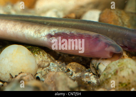 Bach, Neunaugen, Europäische Bach Bachneunauge (Lampetra Planeri ...