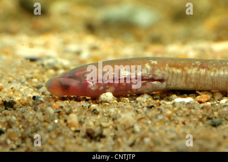 Europäische Flussneunauge, Lampern, Flussneunauge, Fluss-Neunauge, wohl ...