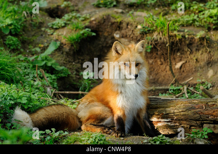Rotfuchs sitzend in der Vegetation in ihrem Lebensraum Stockfoto, Bild ...
