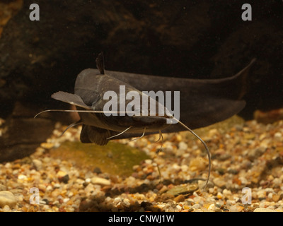 Deutschland, Bayern, Wels Wels, Silurus Glandis, im Fluss Alz Stockfoto ...