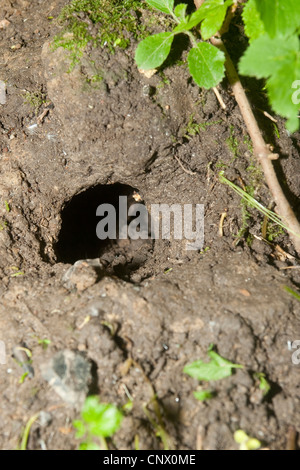 braune Ratte, Commo braune Ratte, Norwegen Ratte, gemeinsame Ratte ...