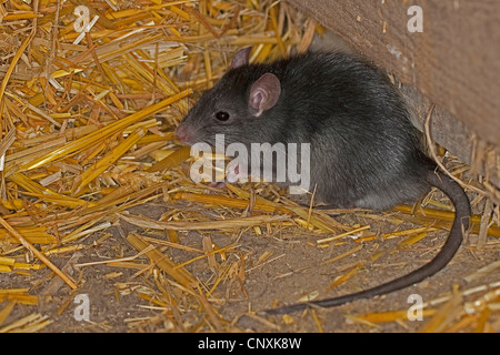 Eine Schwarze Ratte sitzt in einem Käfig. Dekorative Maus sieht aus wie ...