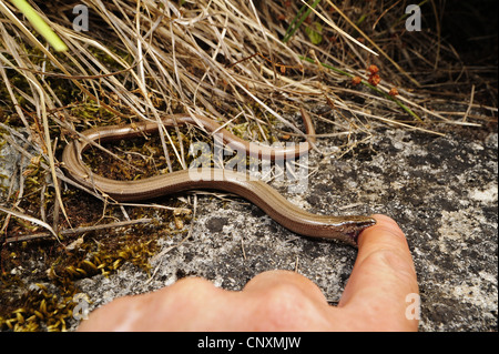 Der Biss einer Blindschleiche (geschiedenen Fragilis). Morsure d'Orvet ...