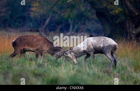 Rothirsch Hirsch, Tier-Gehäuse, Neuschoenau im Nationalpark Zentrum ...