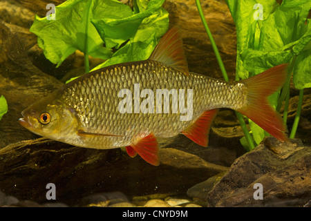 Rotfeder (Scardinius Erythrophthalmus), unter Wasser, Deutschland ...