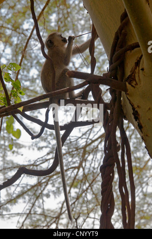 Green Monkey B, Ost-Afrika, Tansania, Arusha-Nationalpark Stockfoto ...