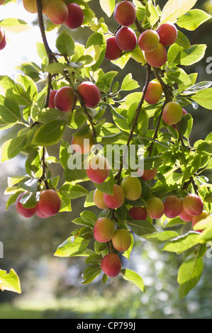 Pflaumenbaum mit rotem Blatt und seiner Frucht am Ast. prunus ...