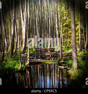 Moor Sumpf Sumpf Sumpf Sumpf Sumpf Sumpfpflanzen Wasser Teich Pool Reed ...