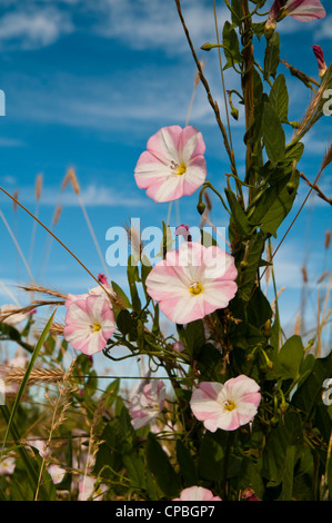 Feld Ackerwinde (Convolvulus Arvensis) verstrickt mit Gräsern im ...