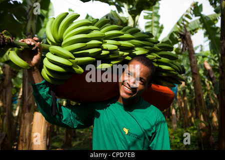 Fairtrade-Bananen Bauer hält einen großen Zweig von Bananen ...