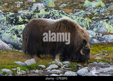Moschusochsen (Ovibos Moschatus), Weibchen mit Kalb in Tundra, Norwegen ...