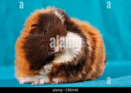 Schweizer Teddy Meerschweinchen, Meerschweinchen Stammbaum ...