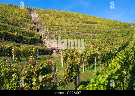 Weinberge in Radebeul im Herbst, Elbtal, Sachsen, Deutschland, mit dem ...