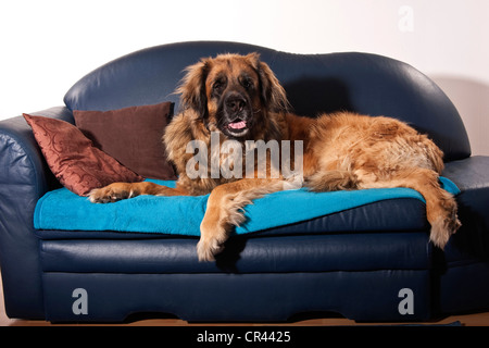 Leonberger Hund auf dem sofa Stockfotografie - Alamy