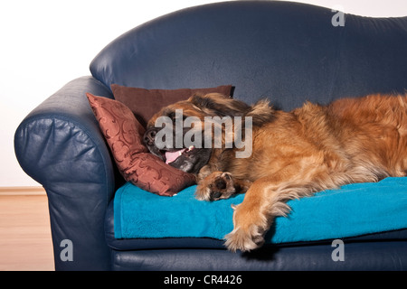 Leonberger Hund auf dem sofa Stockfotografie - Alamy