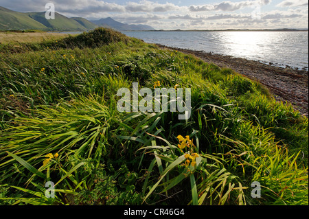 Strand am Rossbeigh Glenbeigh Ring von Kerry County Kerry Irland ...
