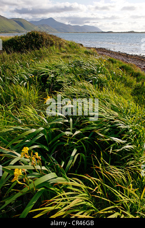 Strand am Rossbeigh Glenbeigh Ring von Kerry County Kerry Irland ...