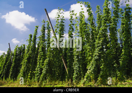 Anbau von Hopfen in einem Feld in Bayern, Deutschland Stockfotografie ...