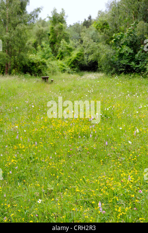 Offenen Rodungen mit Holzbank und Tisch und einer Wildblumenwiese ...