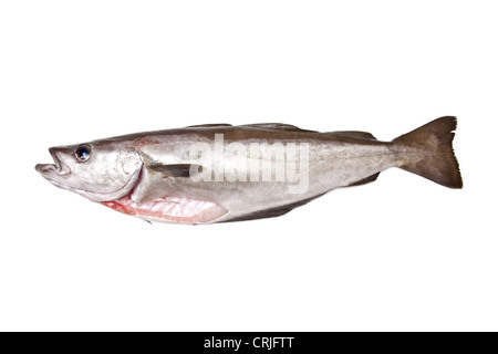 Ganz, frisch Seelachs ( Pollachius pollachius) Fische 2,6Kg oder 5 lb 7 ...