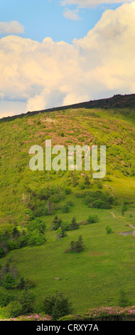 Entlang der Appalachian Trail auf Jane kahle, schauen beim Lauf kahl ...