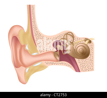 Diagramm des menschlichen Ohres. Das Innenohr ermöglicht die Analyse ...