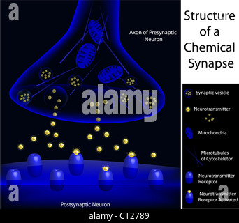 Nervenzelle und Synapse beschriftet Vektor Abbildung - Bild: 78698101 ...