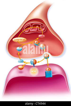 Neuronen an Synapsen verbinden Stockfotografie - Alamy
