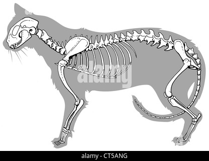 Anatomie der Katze Skelett Skelett Knochen Stockfoto, Bild: 34975611 ...