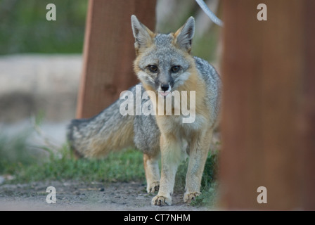 Graufuchs (Urocyon Cinereoargenteus Stockfotografie - Alamy