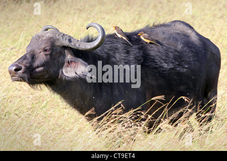 Büffel in der Savanne mit Vögel auf dem Rücken. Afrika. Uganda. Eine ...
