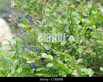 Reifen Holz Heidelbeeren am Strauch Heidelbeere / Vaccinium Myrtillus ...
