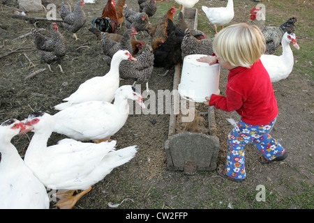 Ein Kind füttert die Hühner auf dem Bauernhof Stockfoto, Bild: 49146092 ...