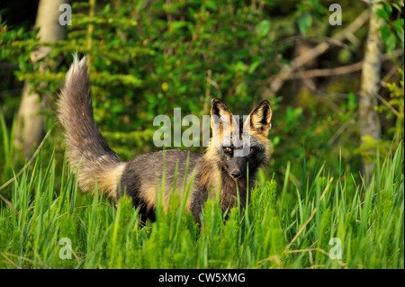 Schöne rote Fuchs mit Schwarz und Silber Fell Markierungen in einem ...