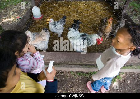 Ein Kind füttert die Hühner auf dem Bauernhof Stockfoto, Bild: 49146092 ...